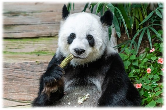 Guía para familias: entendiendo PANDAS y PANS | Blogs Quirónsalud