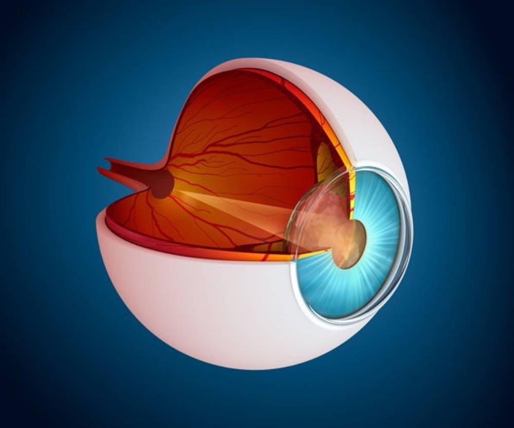 Anatomía del ojo | Blogs Quirónsalud