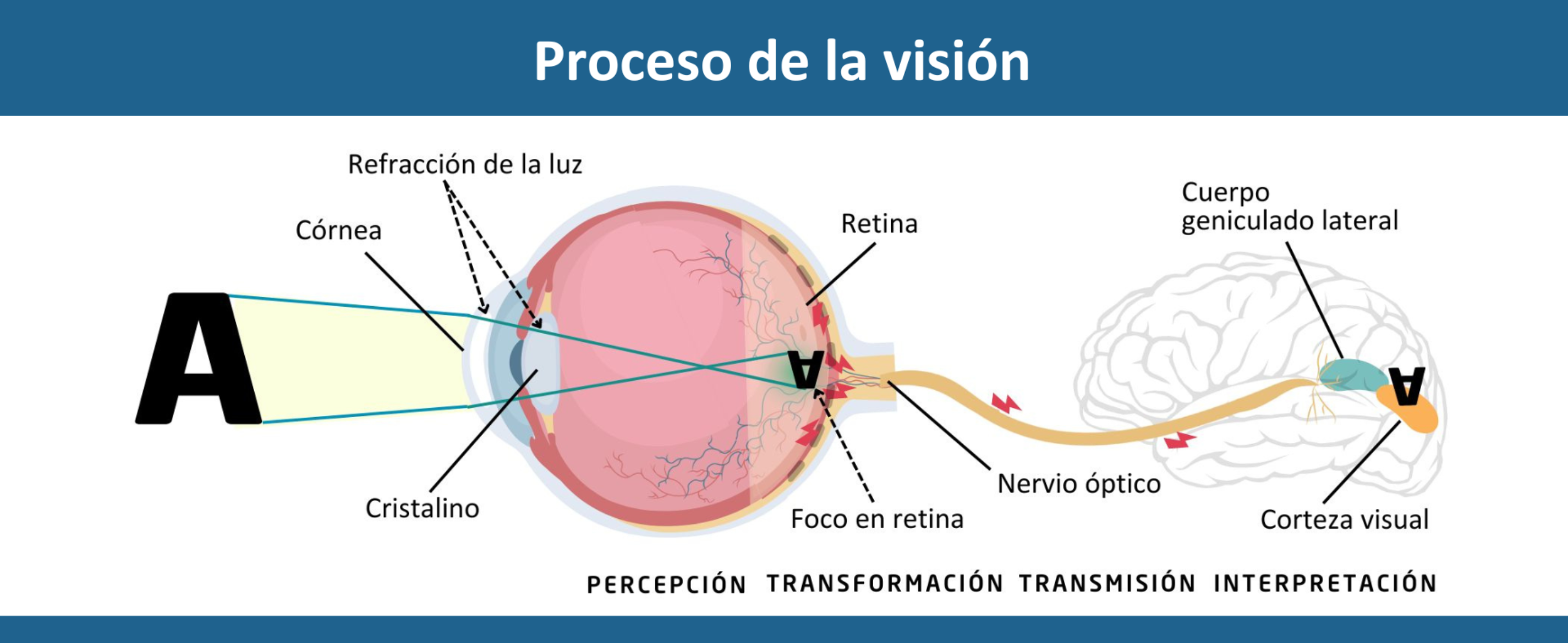 Cirugía Láser transepitelial para ver bien y sin gafas