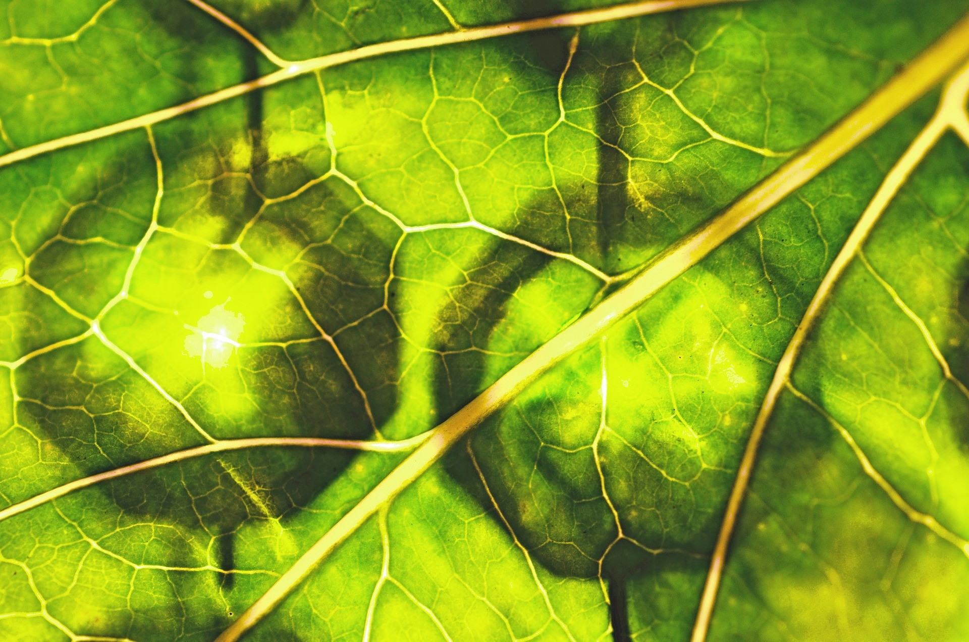Clorofila En Las Células Vegetales Clorofila | Clubz.co